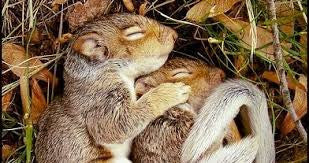 Ready to hibernate | b.box USA